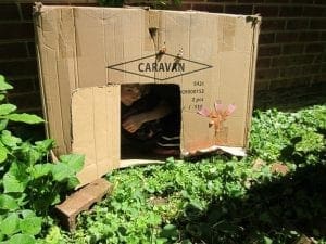 Here's How To Make A Cardboard Fort