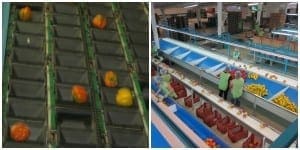 A Closer Look At Fair Trade And What It Means To Farmers