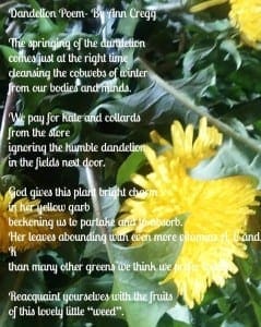 Dandelion Poem: The Springing Of The Dandelion