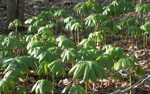 The Mayapple Plant And Transplanting Mayapples