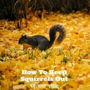 How To Get Rid Of Squirrels In The Attic - Family Focus Blog