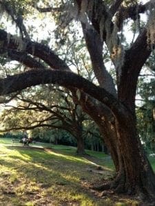 Brazos Bend State Park Things To Do - Family Focus Blog