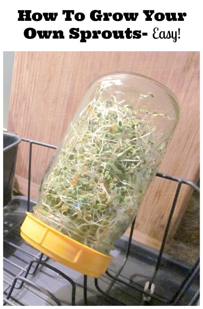 How To Grow Sprouts: An Easy Step-by-step Guide
