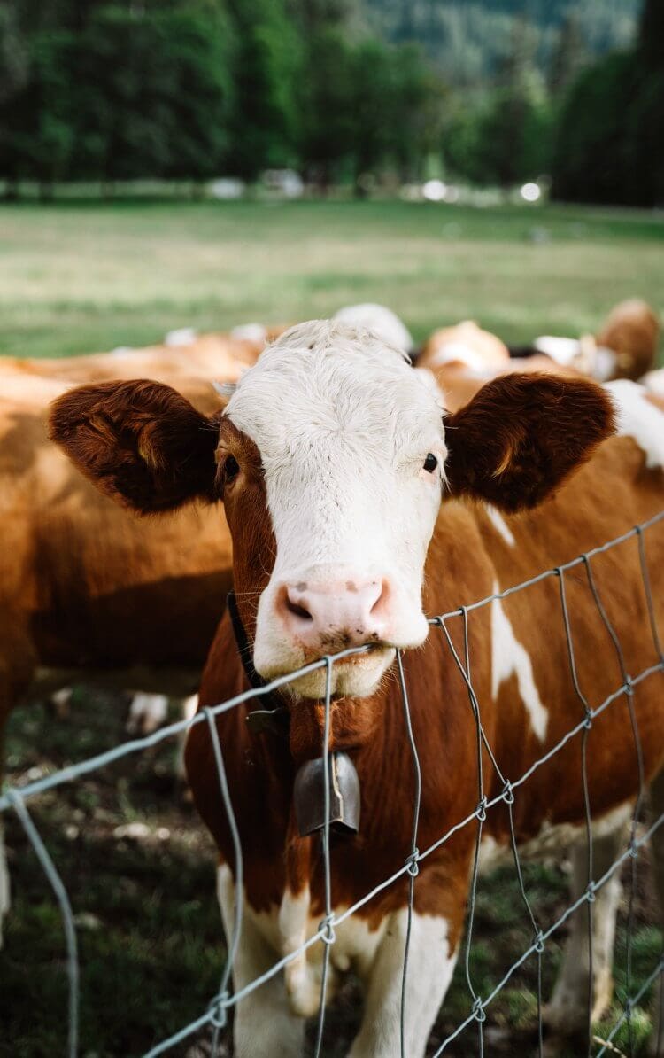 Meatless Monday Benefits, Recipes, And Ideas