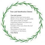 Tree Leaf Identification Project For Kids