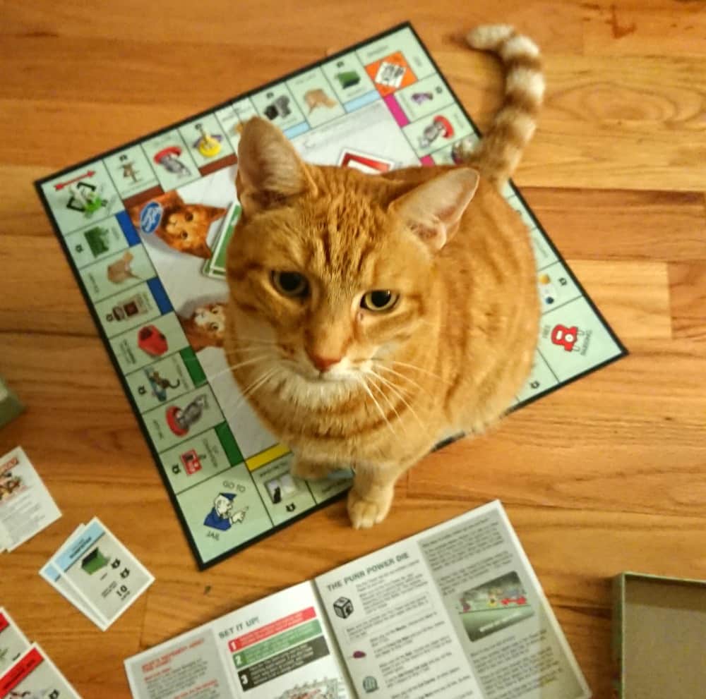 SORRY Pets Behaving Badly And Monopoly Crazy For Cats