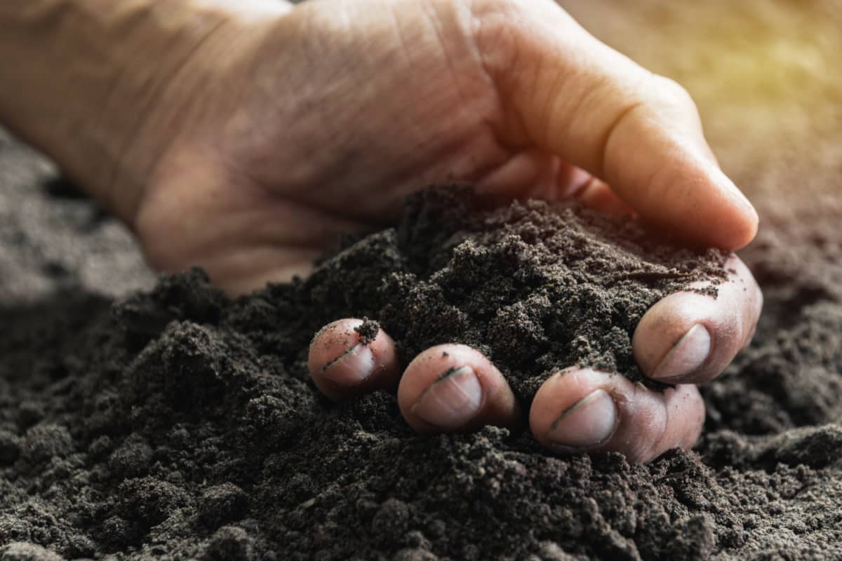 5 Tips For A Healthy Garden - Family Focus Blog