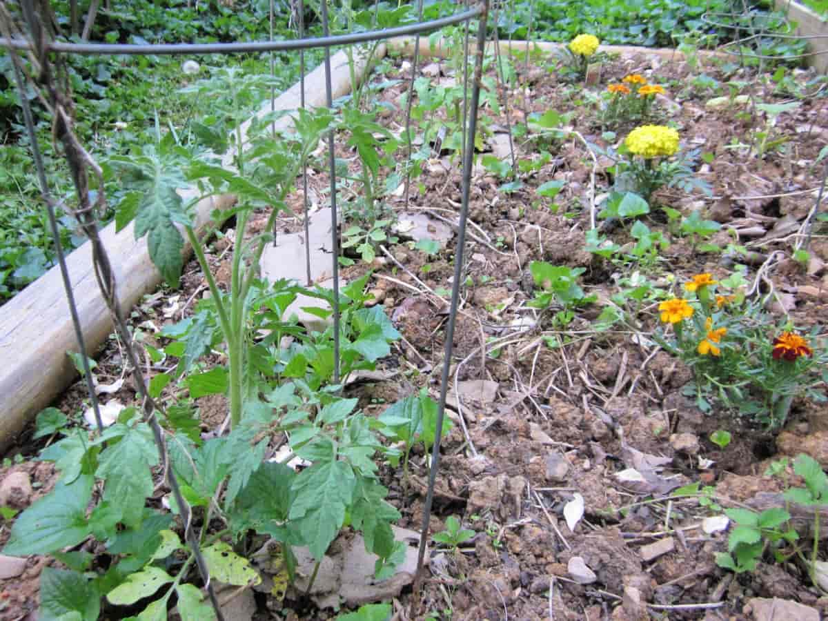 Companion Planting Chart For Natural Pest Control [Free Printable]