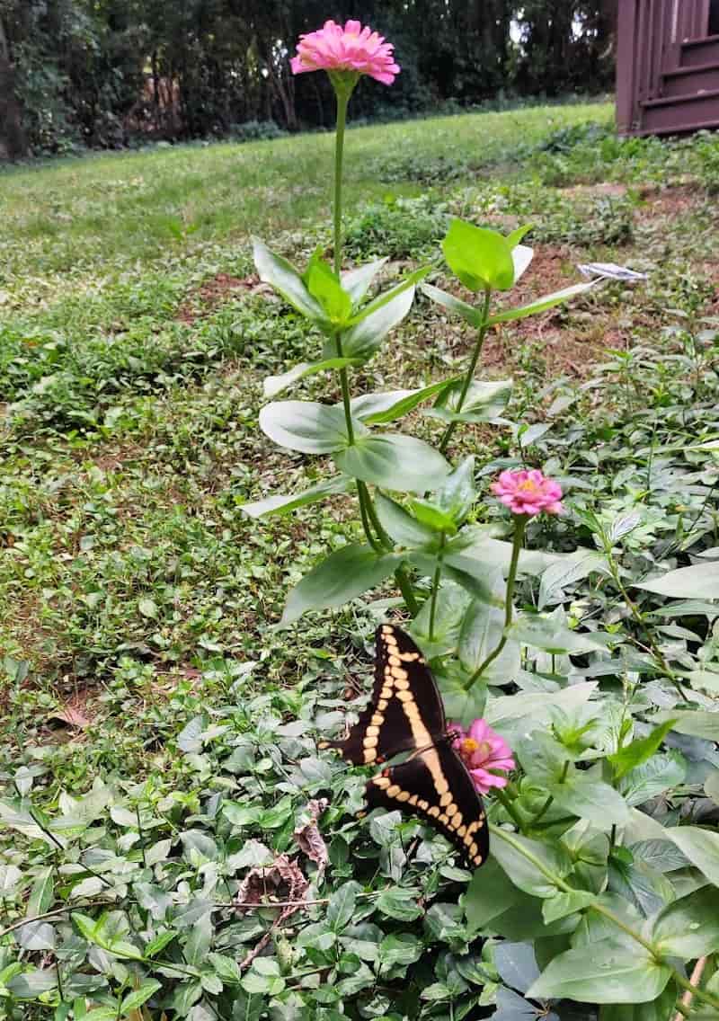 Plants That Attract Butterflies: Create Your Own Butterfly Garden