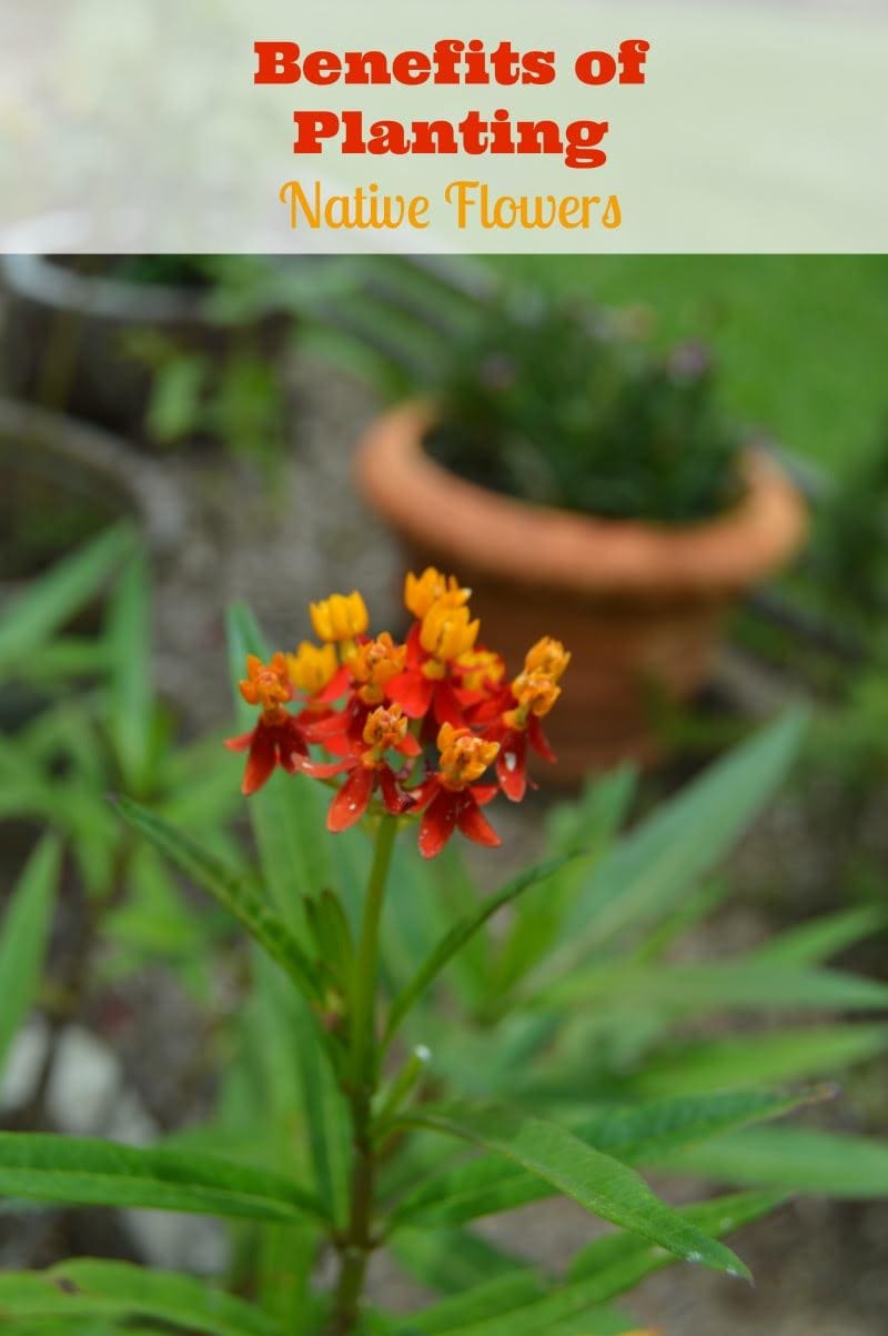 Native Plants Landscaping- Benefits And Tips