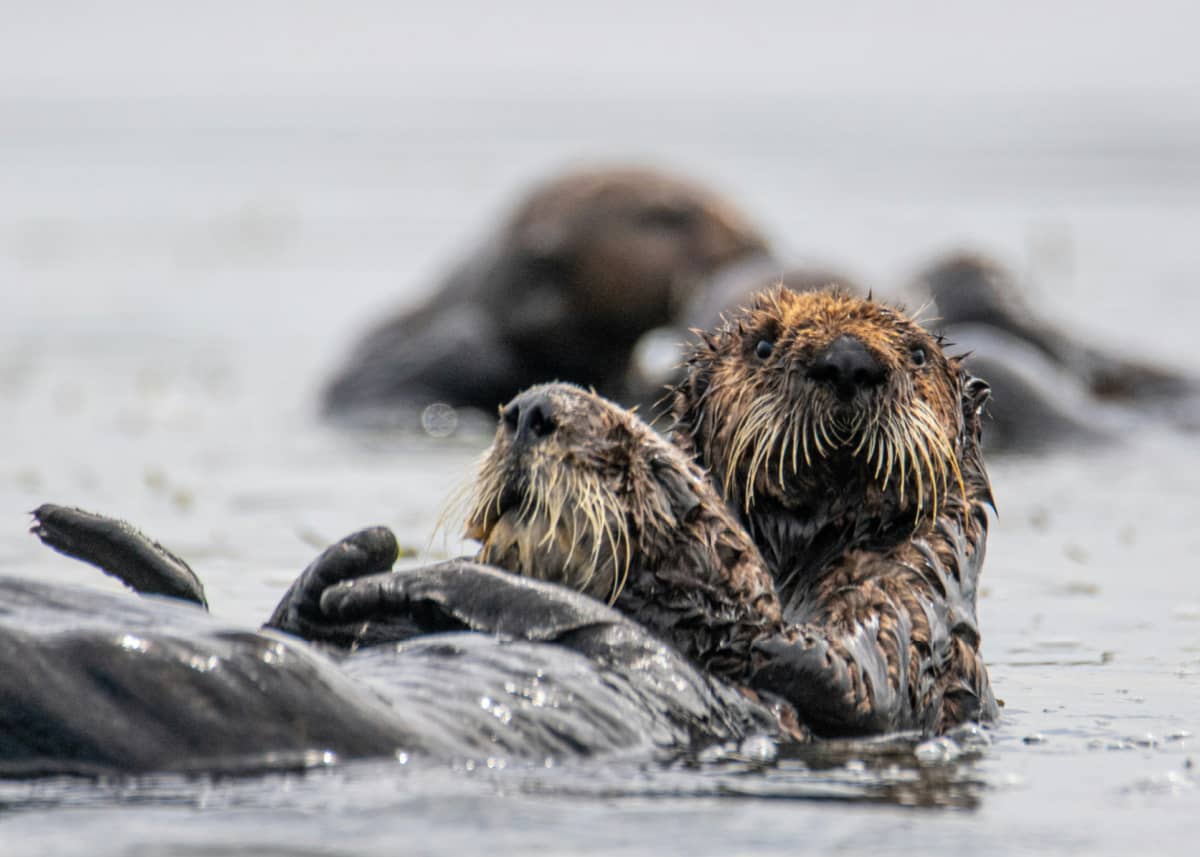 20 Random Facts To Make You Happy - Family Focus Blog