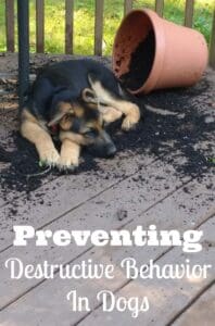 From Chaos To Calm: How To Address Destructive Behavior in Dogs ...
