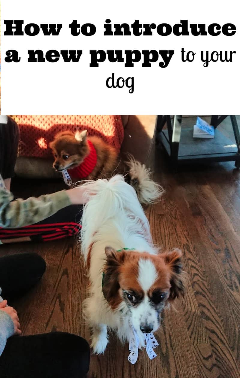 How To Introduce A New Puppy To Your Dog