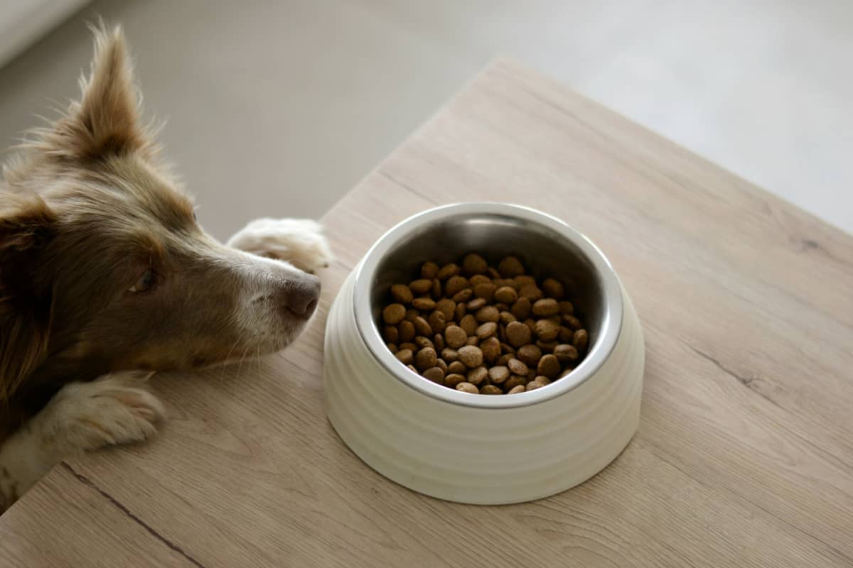 How Pet Owners Can Add Mushroom Supplements for Dog Gut Health